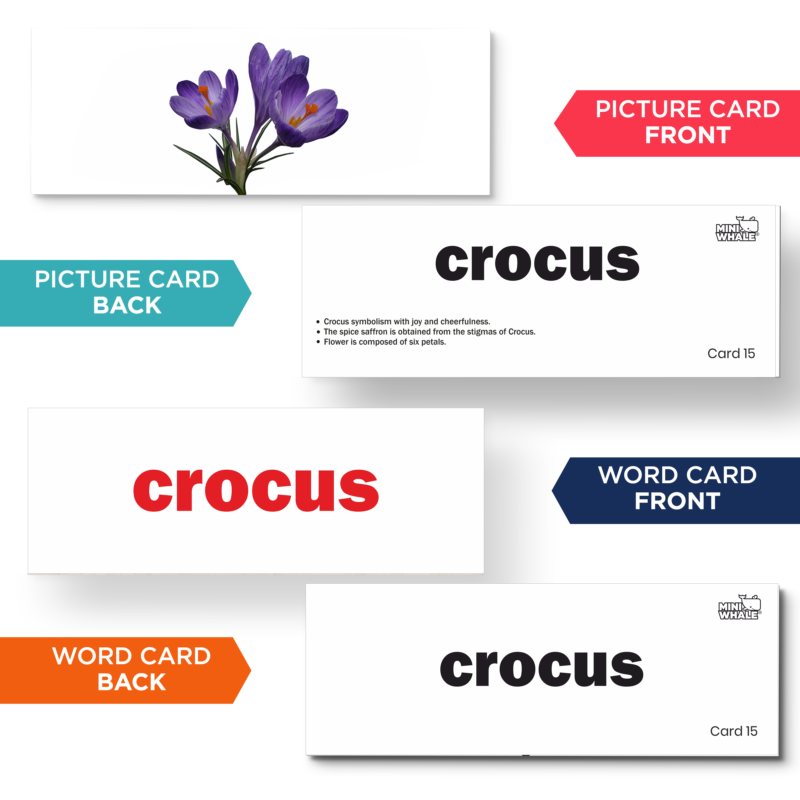 Cognitive Stimulation Program (300 Days Program) – Miniwhale